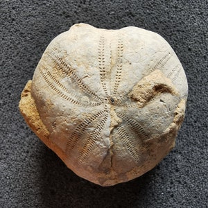 ウミユリの星の化石 - 30 個 - 妖精のコイン - コレクターへの ウミユリの星の化石 - 30 個 - 妖精のコイン - コレクターへの