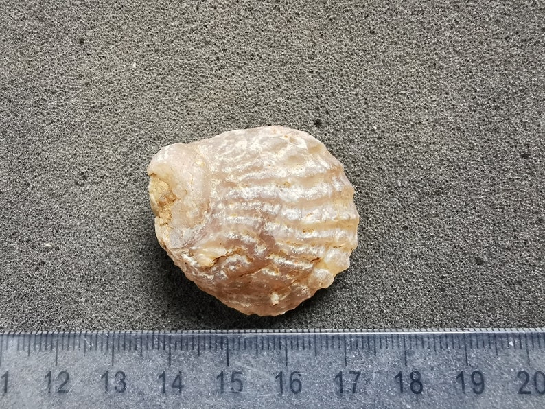 Agatized Bivalve Fossils - Moroccan Shells, Set of 5 - Etsy