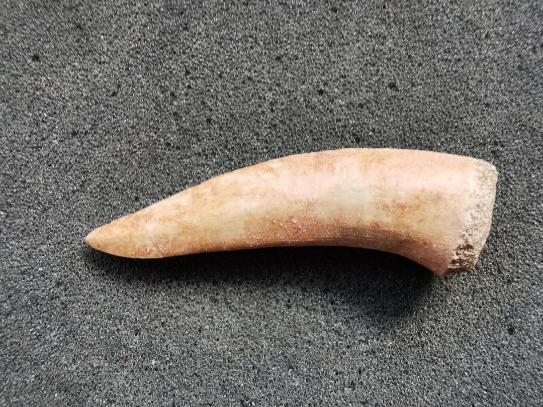 Enchodus Fish Tooth Fossil Saber Tooth Herring Bag of 3 Great Gift for ...