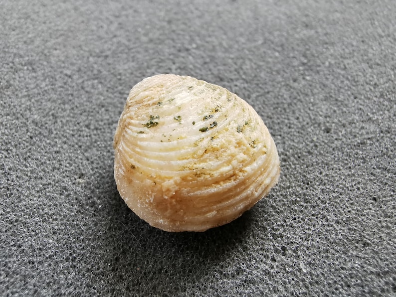 Agatized Bivalve Fossils - Moroccan Shells, Set of 5 - Etsy