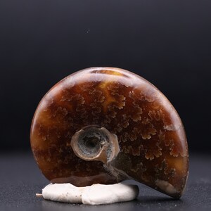 Polished Ammonite Fossil, Suture Patterns - Bag of 1 or More - Great ...
