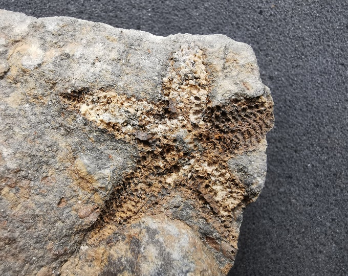 Starfish Fossil - Exact Piece Shown - Great Gift for Collectors - Etsy