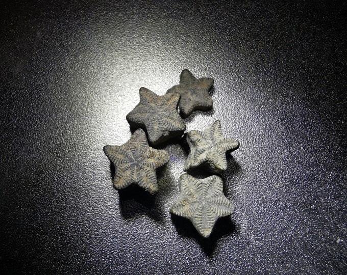 Star Crinoids From Southern Utah. - Etsy