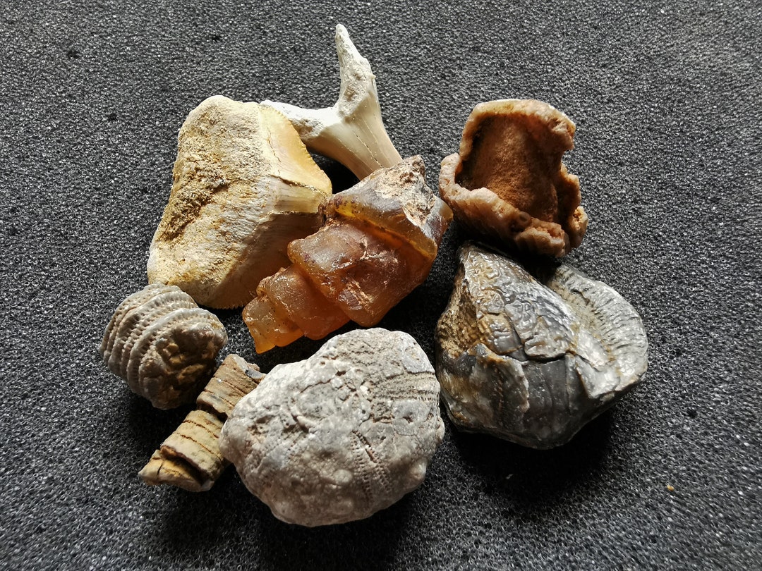 Scrap Fossils Variety Mix - Bag of 20 - Etsy