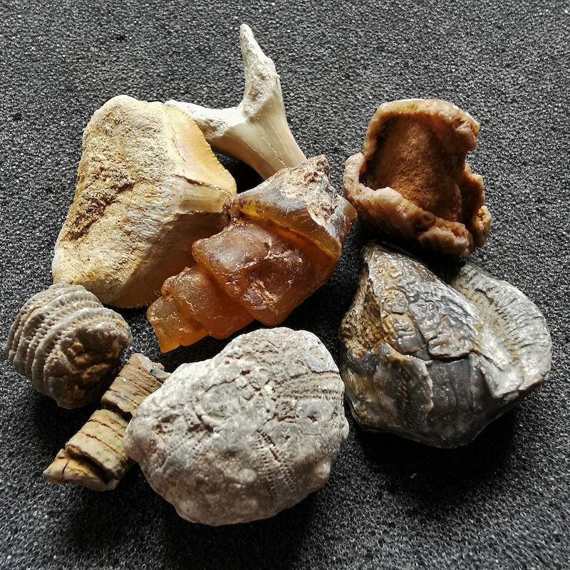 Fossils Rocks - Etsy