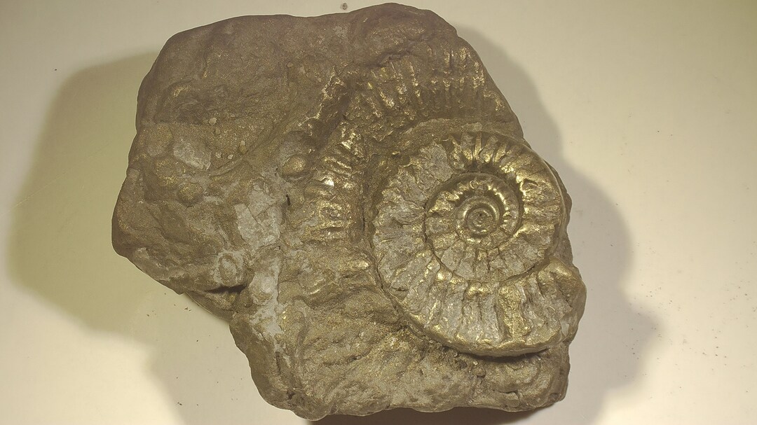 Pyritised Ammonite Fossil Fragment/cluster - Jurassic Coast - Exact ...