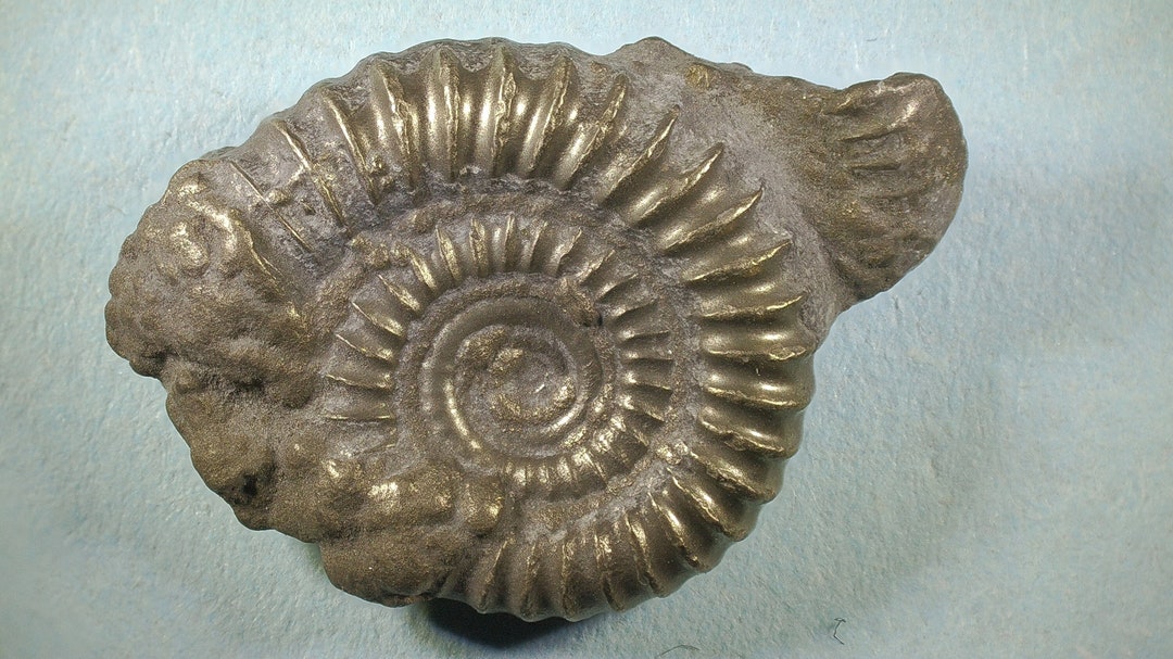 Pyritised Ammonite Fossil Fragment/cluster - Jurassic Coast - Exact ...