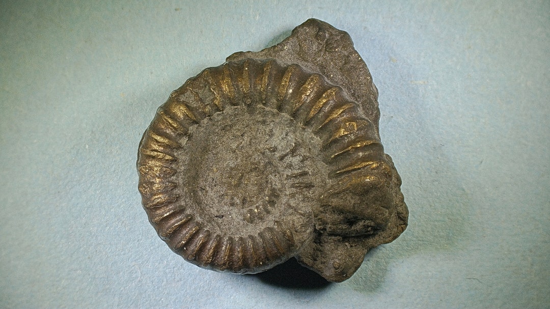 Pyritised Ammonite Fossil - Jurassic Coast - Exact Piece (68) - Etsy