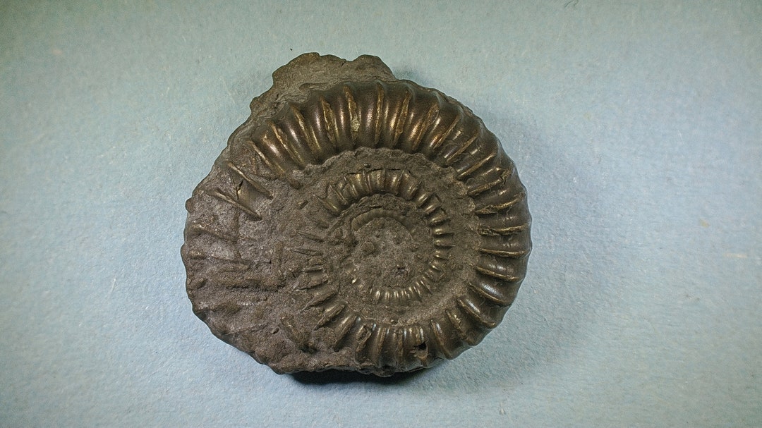 Pyritised Ammonite Fossil - Jurassic Coast - Exact Piece (95) - Etsy