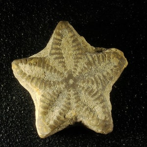 Crinoid Star Fossil/fairy Coins 30 Pieces - Etsy UK