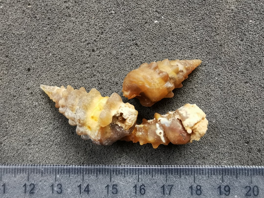 Snail Fossil Agatized Spiny/bumpy - Bag of 3 - Great Gift for ... Snail Fossil Agatized Spiny/bumpy - Bag of 3 - Great Gift for ...