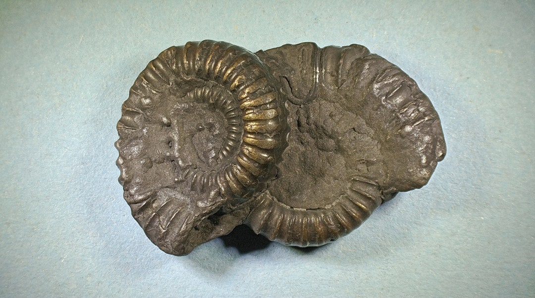 Pyritised Ammonite Fossil - Jurassic Coast - Exact Piece (75) - Etsy