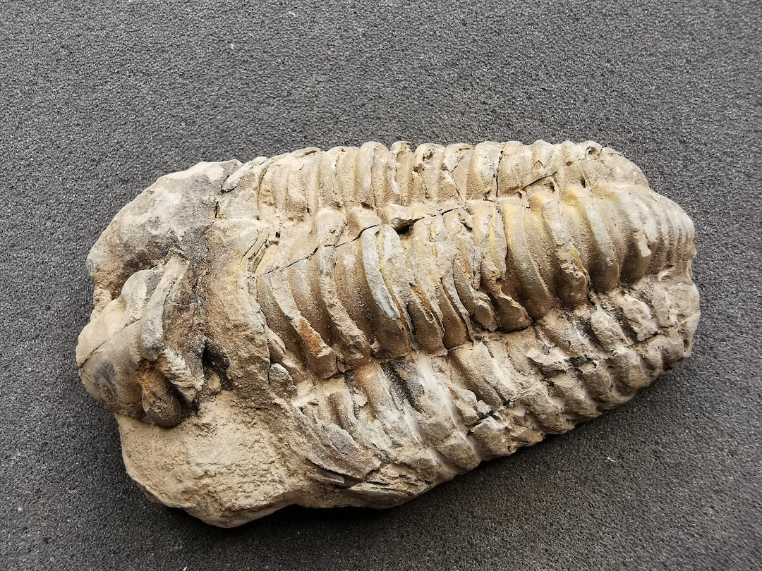 Trilobite Fossil - Flexicalymene, Ordovician - Exact Piece (23) - Etsy