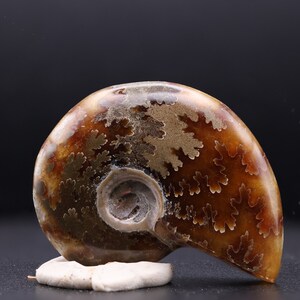 Polished Ammonite Fossil, Suture Patterns - Bag of 1 or More - Great ...