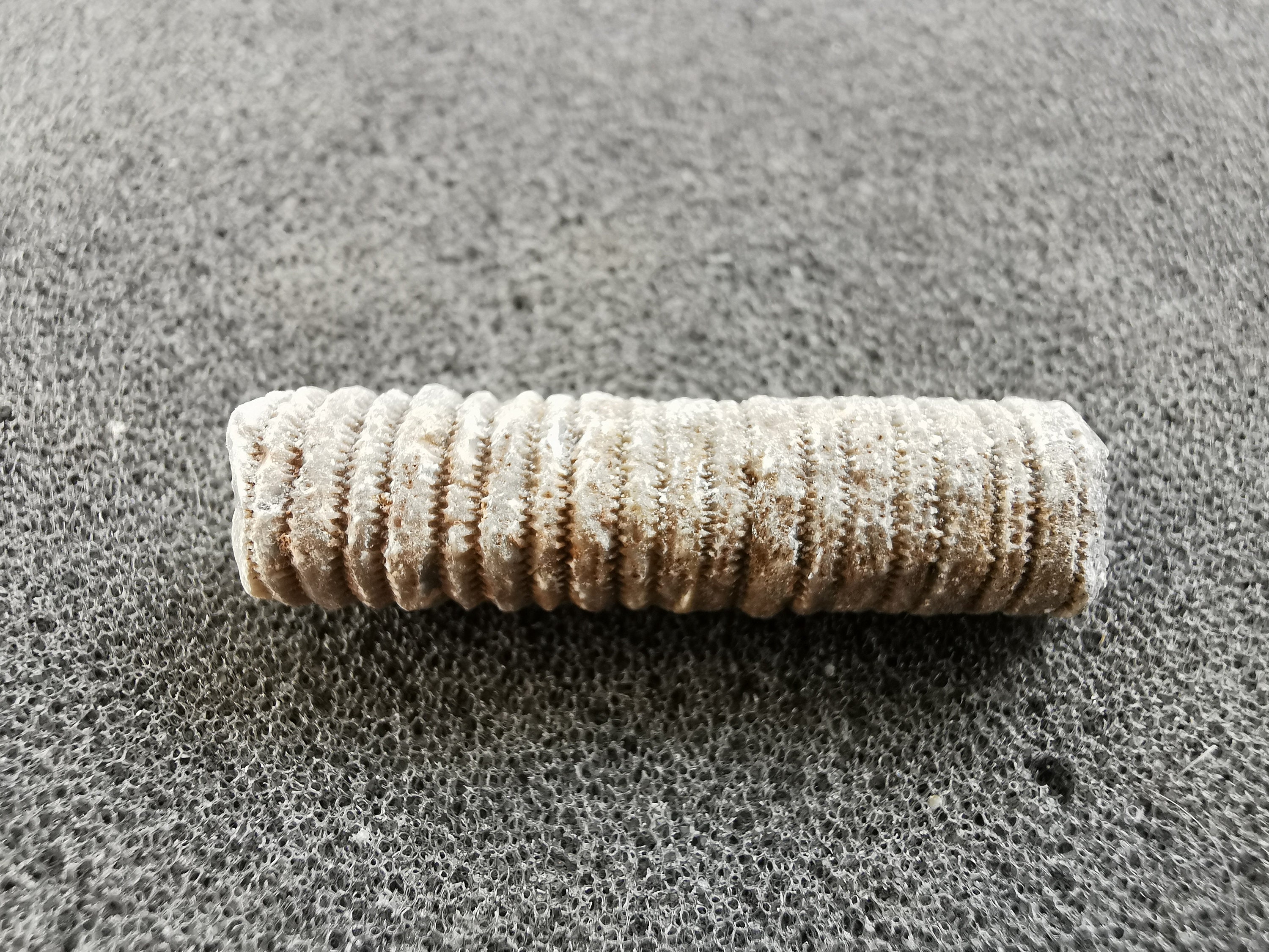 Bumpy Crinoid Stem Fossil - Bag of 15+ - Collector Gift - Etsy
