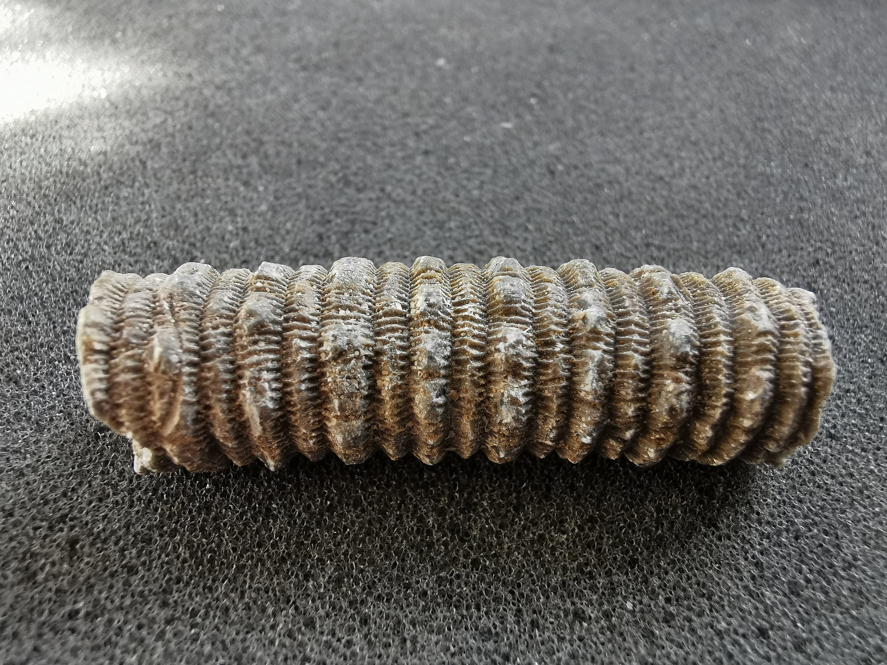 Bumpy Crinoid Stem Fossil - Bag of 15+ - Collector Gift - Etsy