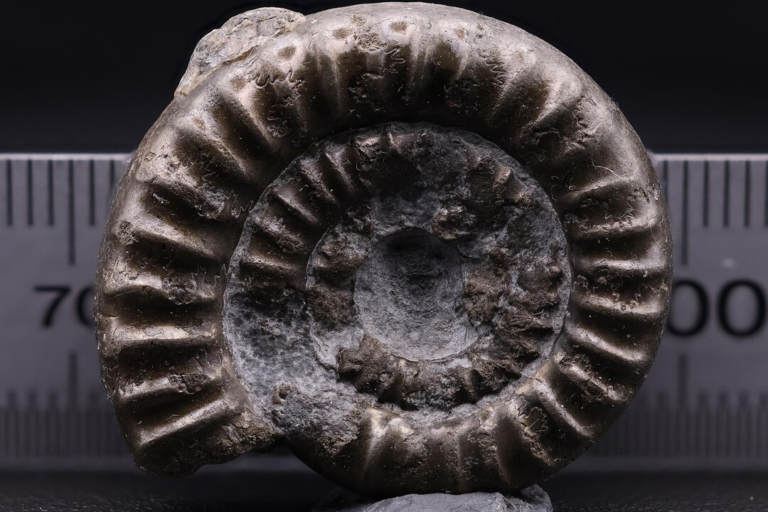 Pyritised Ammonite Fossil - Jurassic Coast - Exact Piece (123) - Etsy