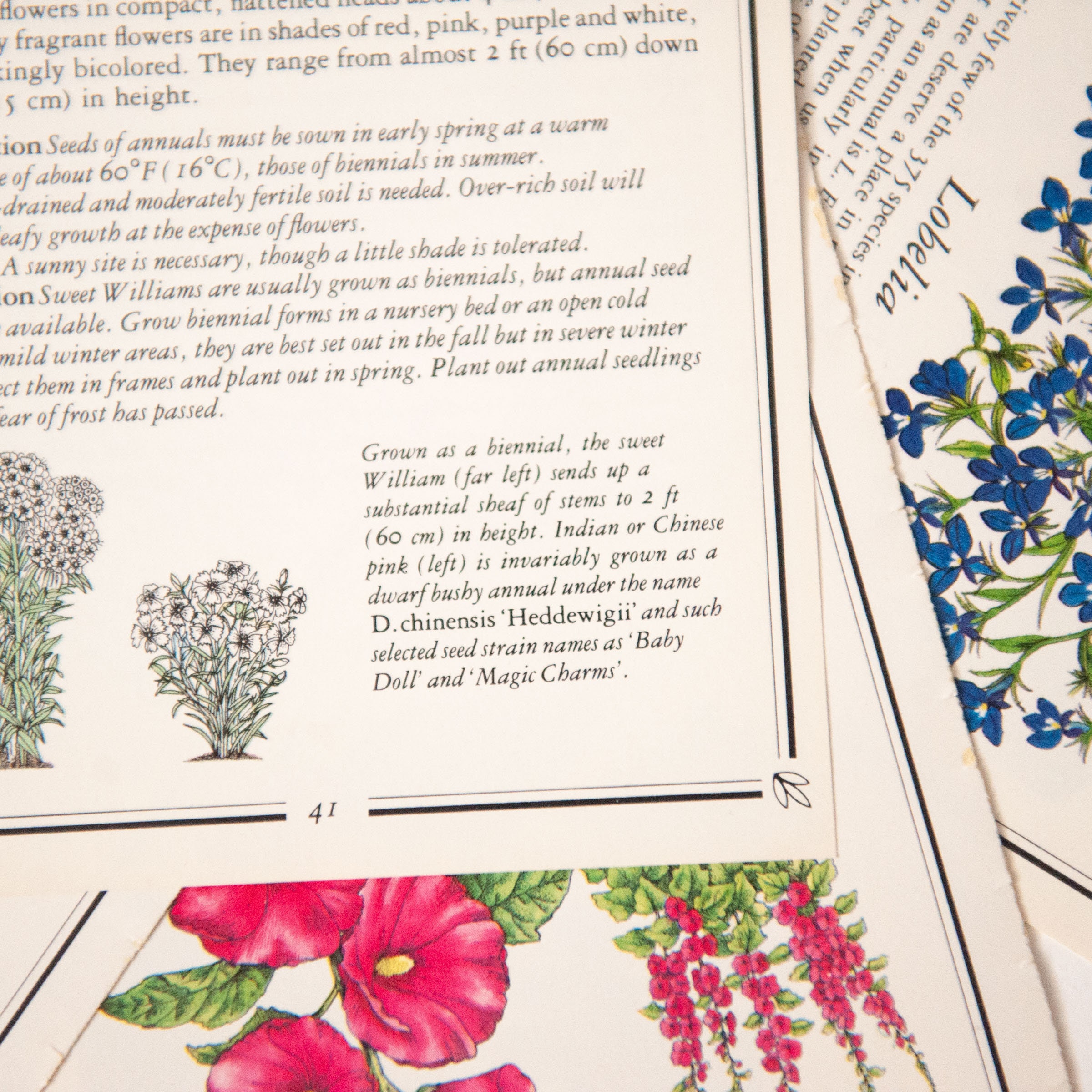 Vintage Botanical & Floral Book Pages With Color Illustrations - Etsy