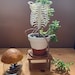 Houseplant Trellis|skeleton|rib Cage|plant Art|indoor Garden Decor|for ...