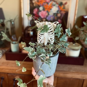 Houseplant Trellis|skeleton|rib Cage|plant Art|indoor Garden Decor|for ...