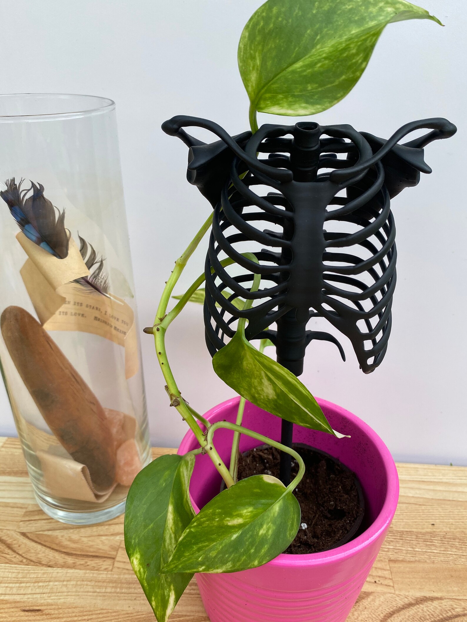 Houseplant trellisSkeletonRib cagePlant StakeIndoor Garden | Etsy