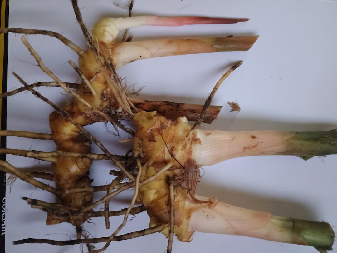 Shampoo Ginger 3 Pieces Awapuhi Zingiber Zerumbet Pine Cone Rhizomes ...
