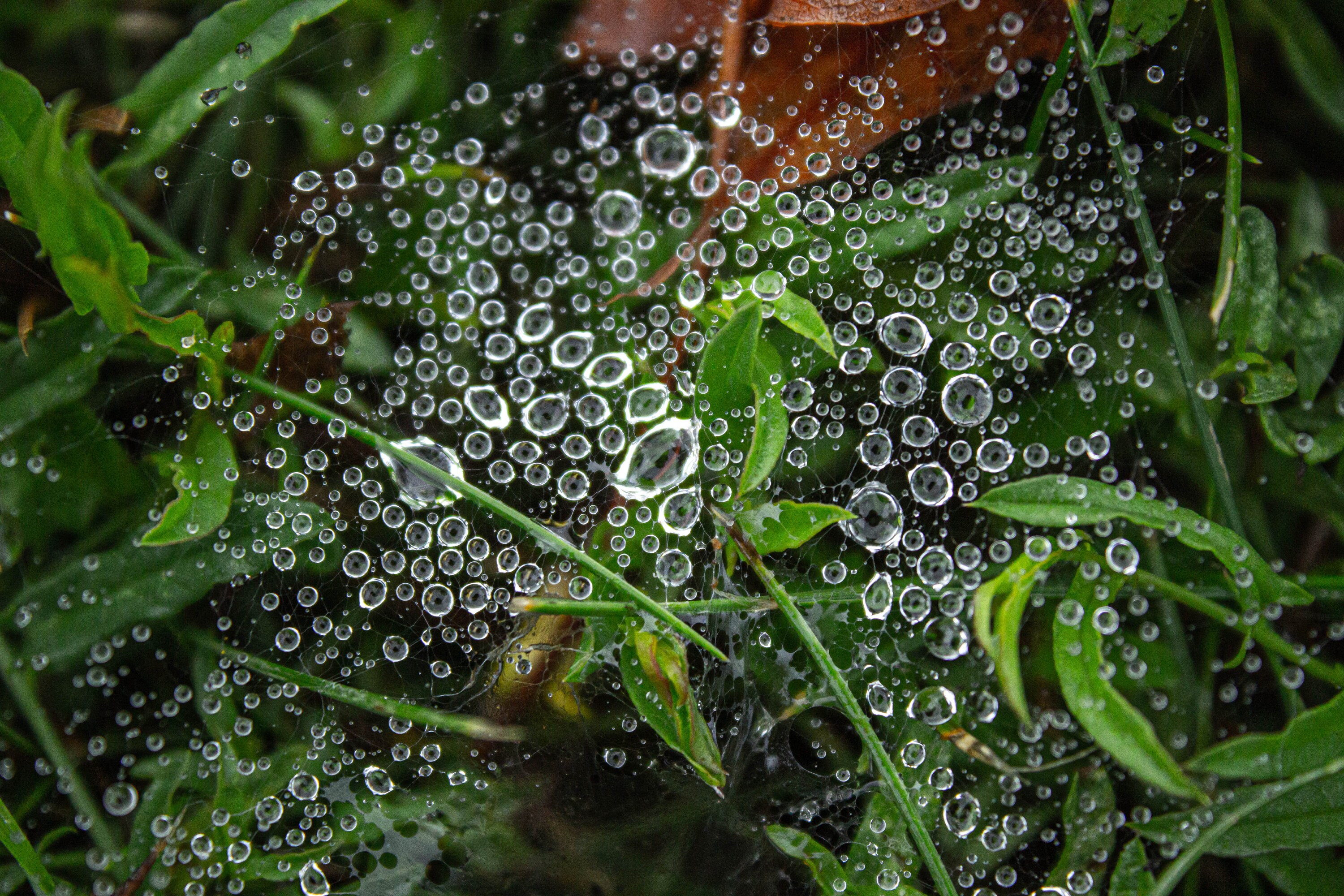 Spiderweb Raindrop, Raindrop Photography, Digital Download, Raindrop ...