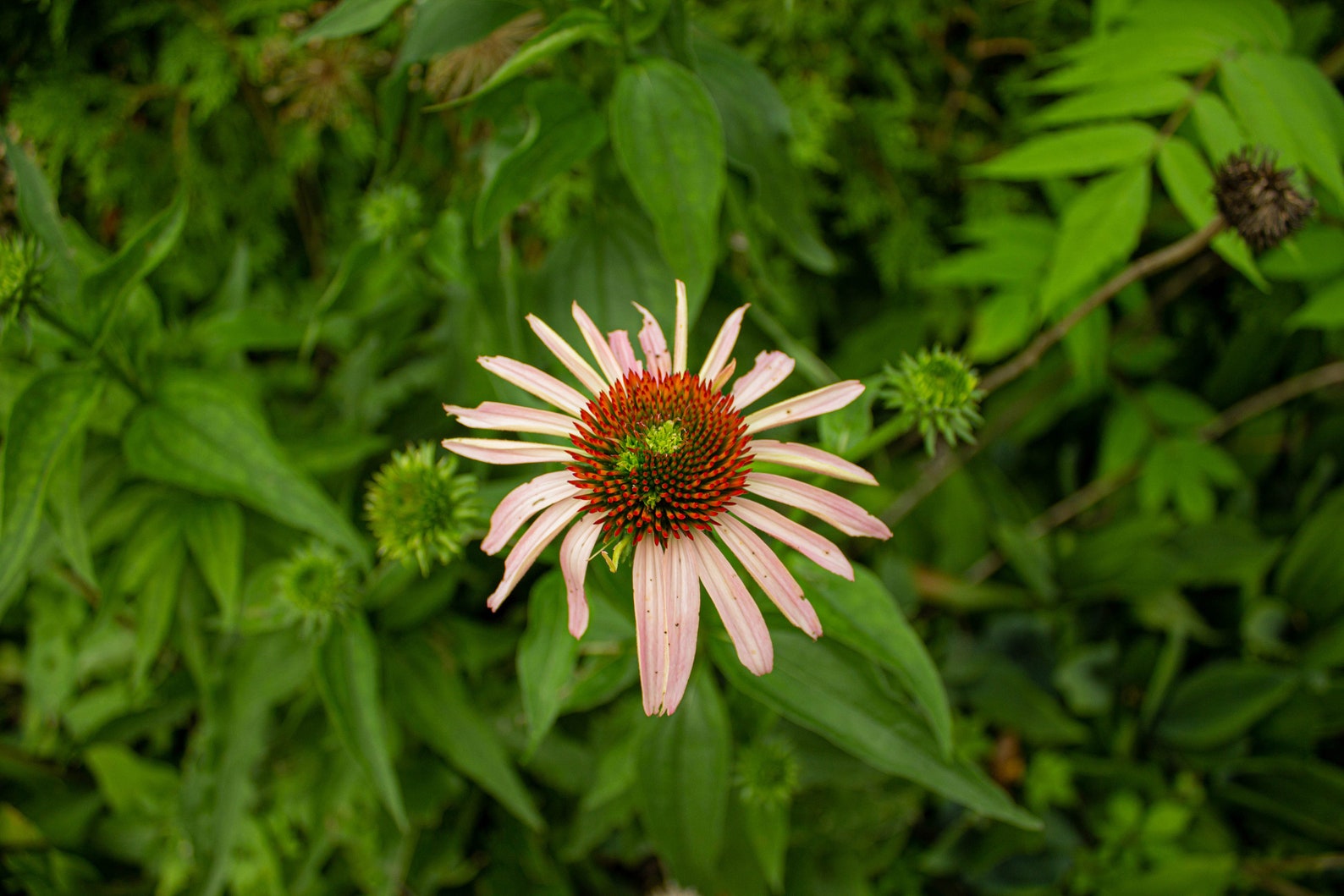 Flora and Fauna Photo, Flower Photo, Plant Photo, Garden Photo, Summer ...