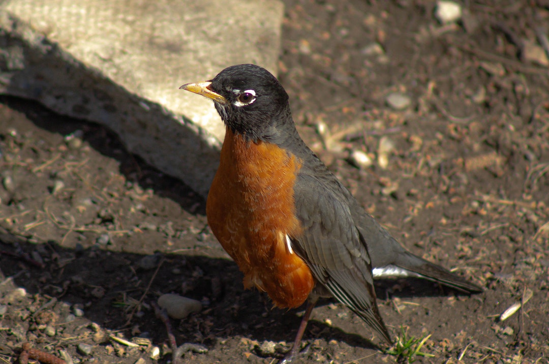 Springtime Robin, Robin Photo, Bird Closeup, Robin Close Up, Bird Photo ...
