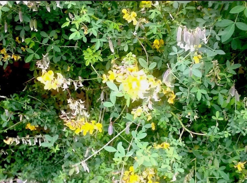 150 Chipilin Seeds - Etsy