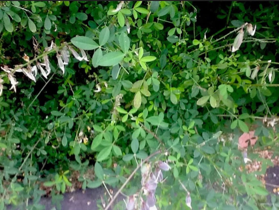 150 Chipilin Seeds - Etsy