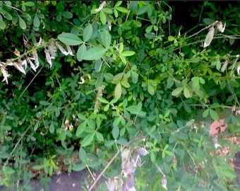 Semilla De Chipilin - Etsy