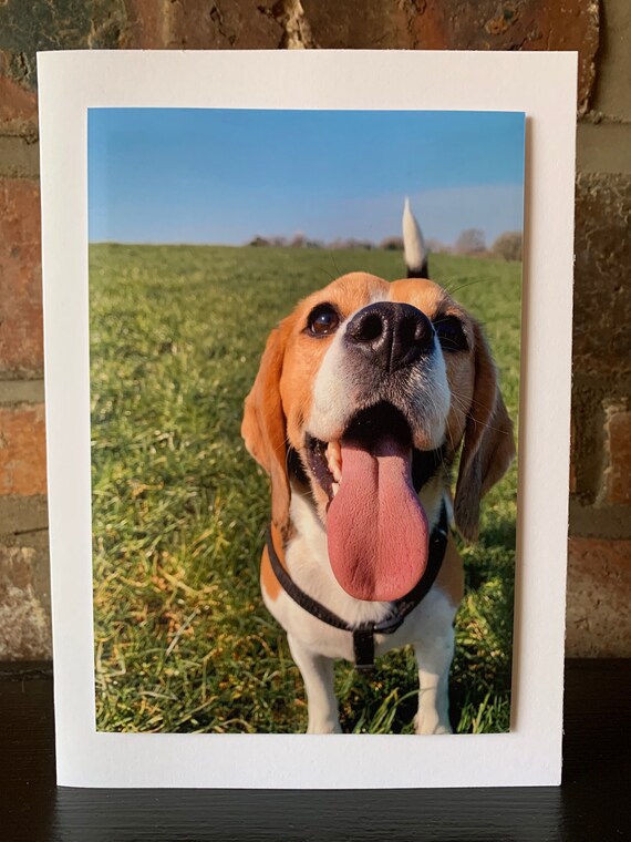 Tongue Out Tuesday Tinkerbelle Beagle Any Occasion Card | Etsy
