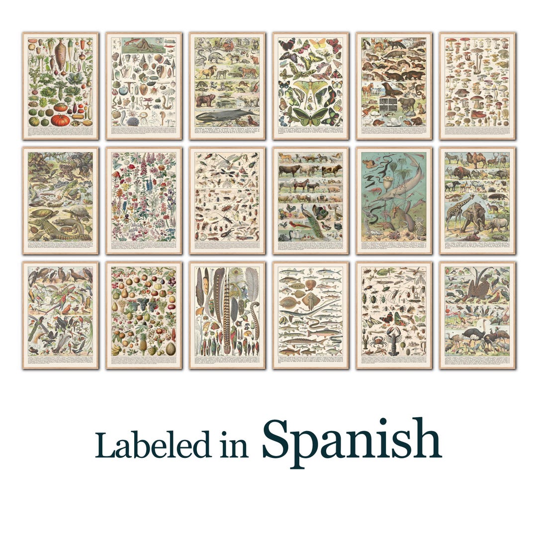 Spanish Insect Posters: Montessori Entomology Prints, Bilingual ...