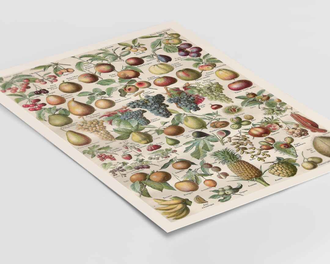 Vintage Fruit Poster for Kitchen or Dining Wall – Printable Culinary ...