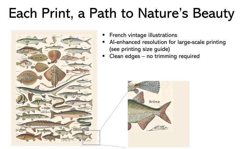 Vintage French Fish Identification Chart: Educational Angler Art ...
