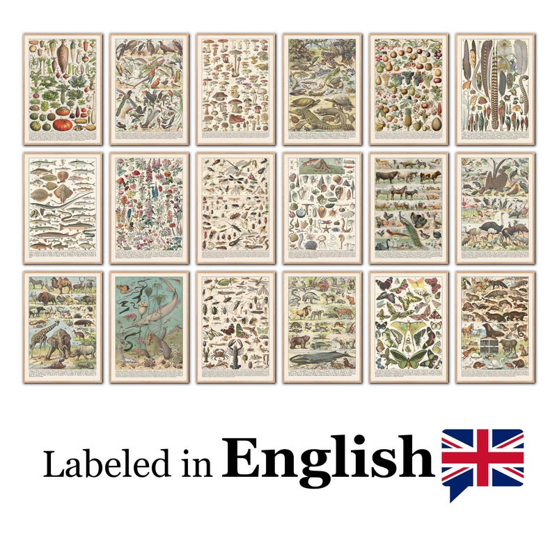 Biology Poster - Etsy UK