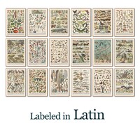 Animalia Digital Latin Poster - Etsy UK