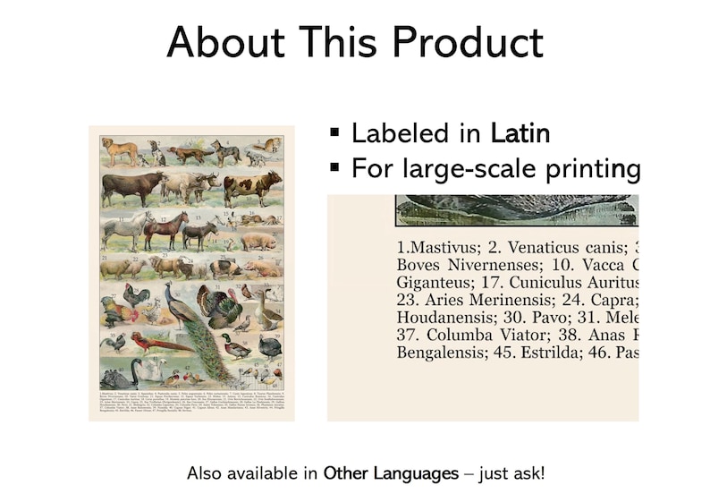 Latin Science Poster Set: Vintage Anatomy & Biology Art (digital ...