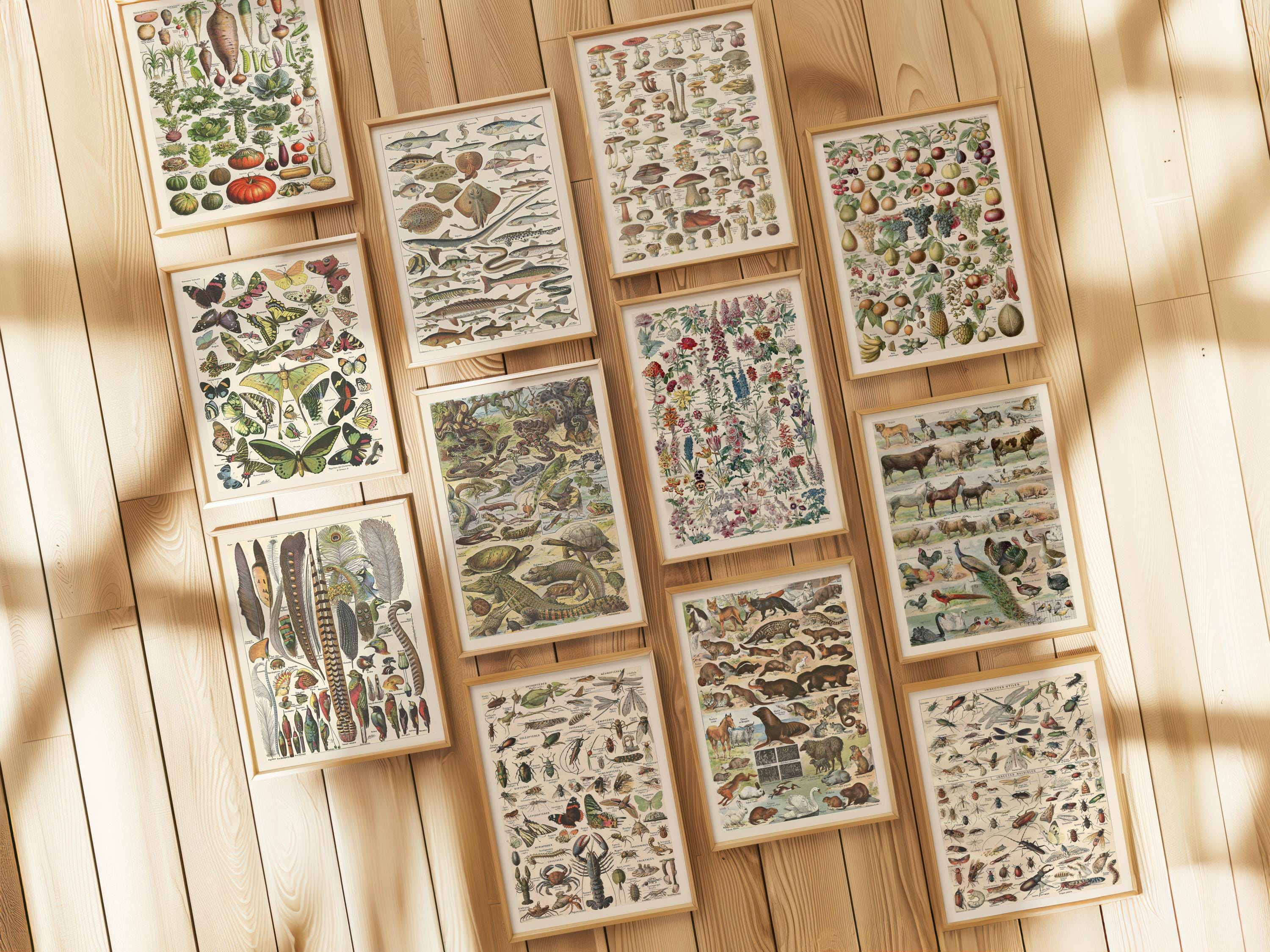 Nature Posters for Kids: Educational Wall Art Set (digital Download) - Etsy