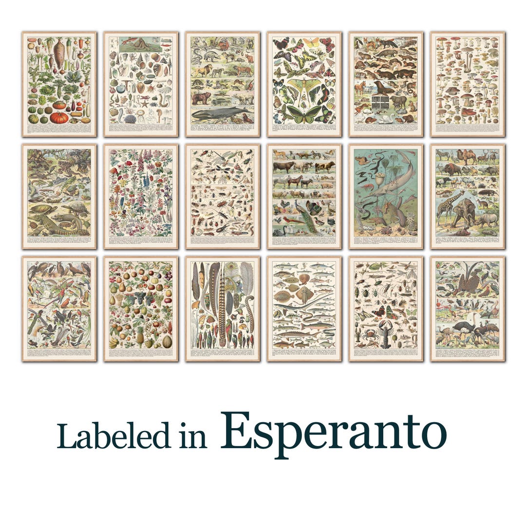 Esperanto Science Poster Set: Vintage Biology & Insect Prints (digital ...