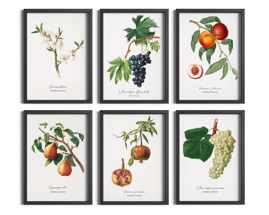 Set of 6 Botanical Fruit Prints Gallery Wall A6, A5, A4 or A3 Vintage ...
