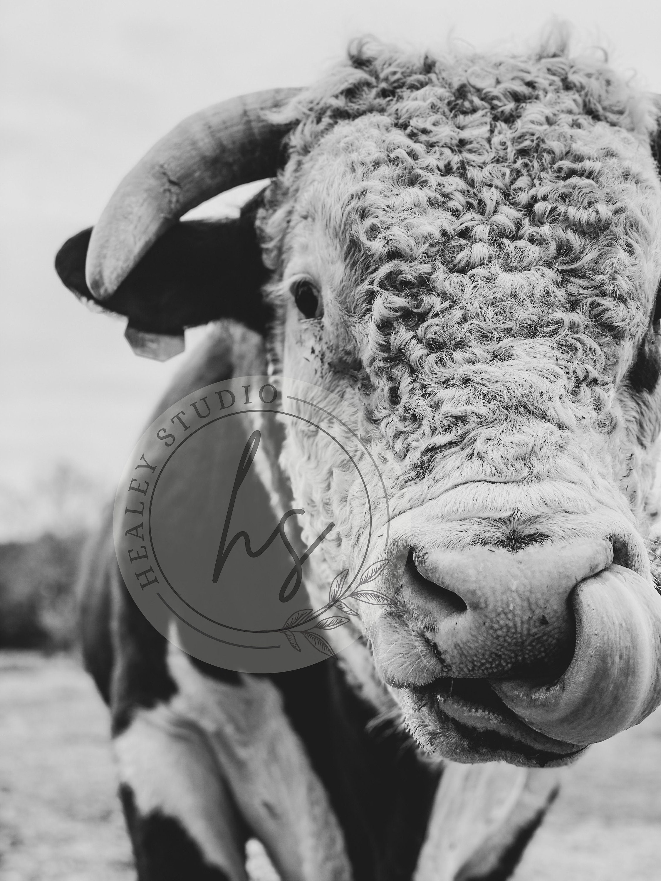 Bull Photo Hereford Bull Cow Print Digital Download Farm | Etsy