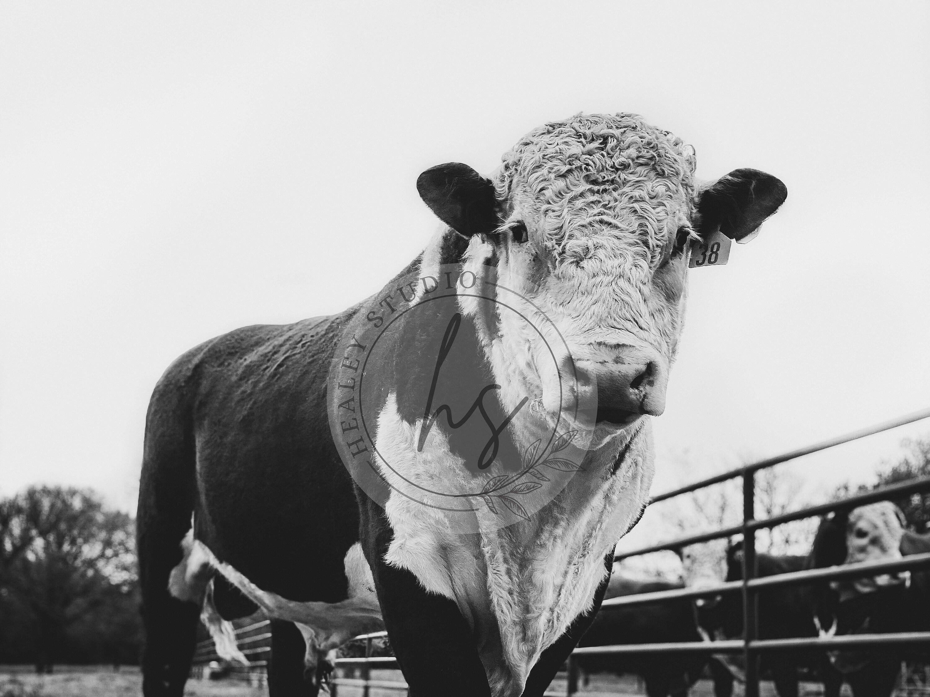 Bull Photo, Hereford Bull, Cow Print, Digital Download, Farm Animal ...