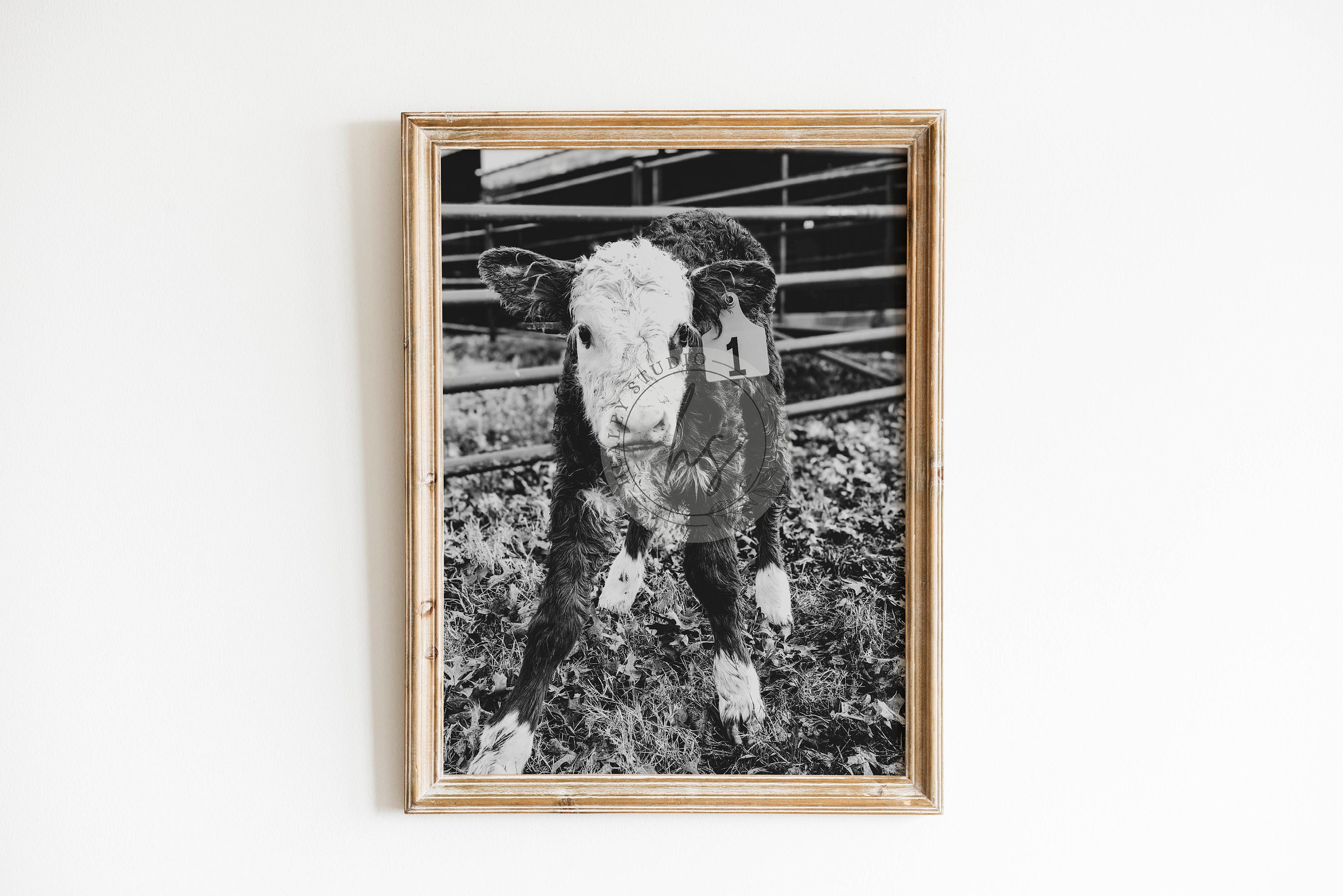 Hereford Calf, Calf Picture, Herefords, Cow Poster, Animal Photography ...
