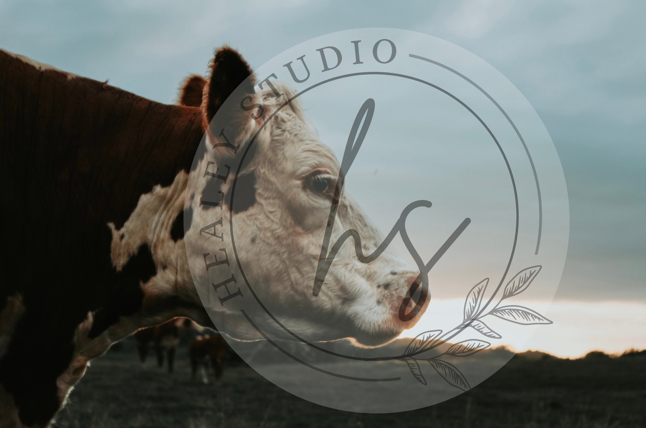Cow Photography