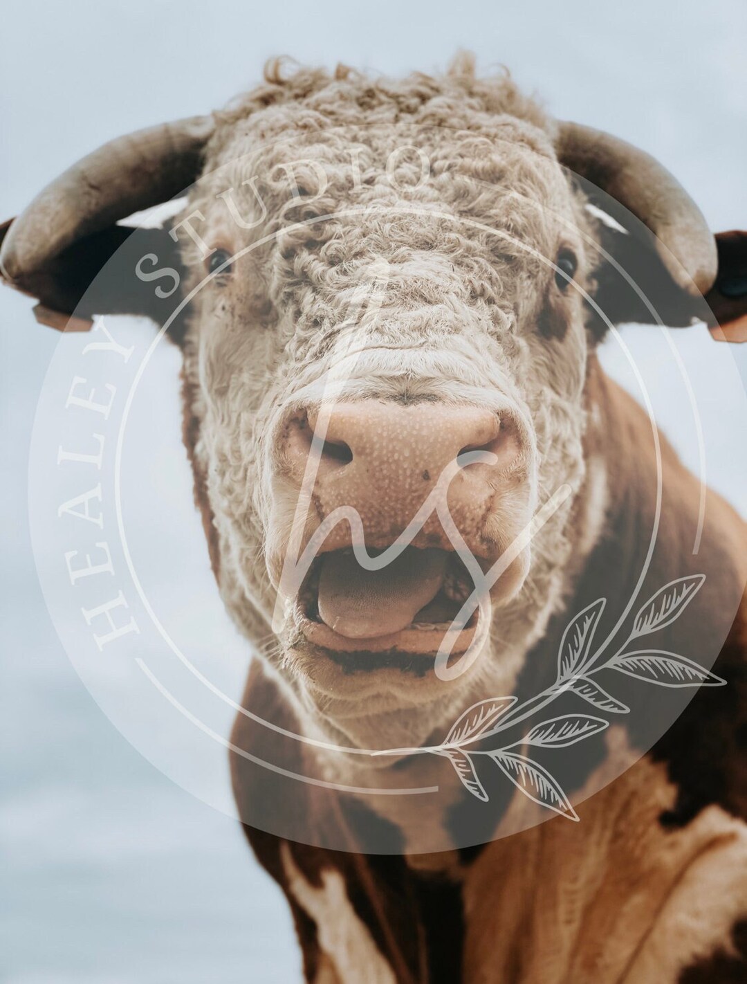 Bull Photo, Hereford Bull, Cow Print, Digital Download, Farm Animal ...