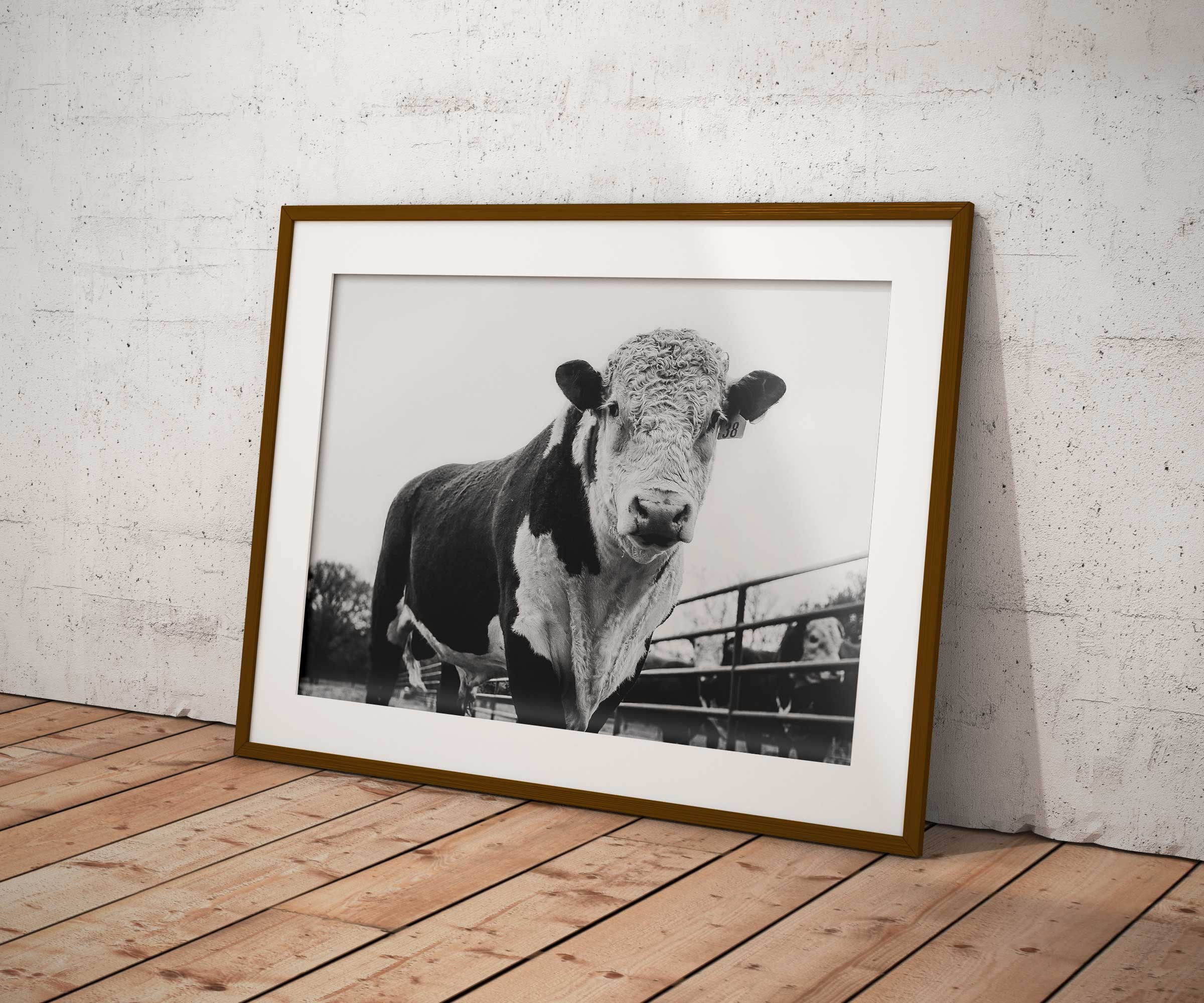 Bull Photo, Hereford Bull, Cow Print, Digital Download, Farm Animal ...