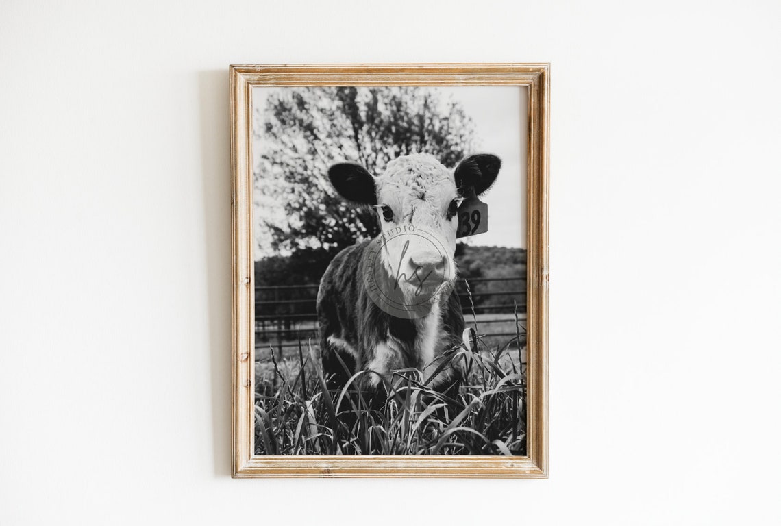 Hereford Calf, Calf Picture, Herefords, Cow Poster, Animal Photography ...