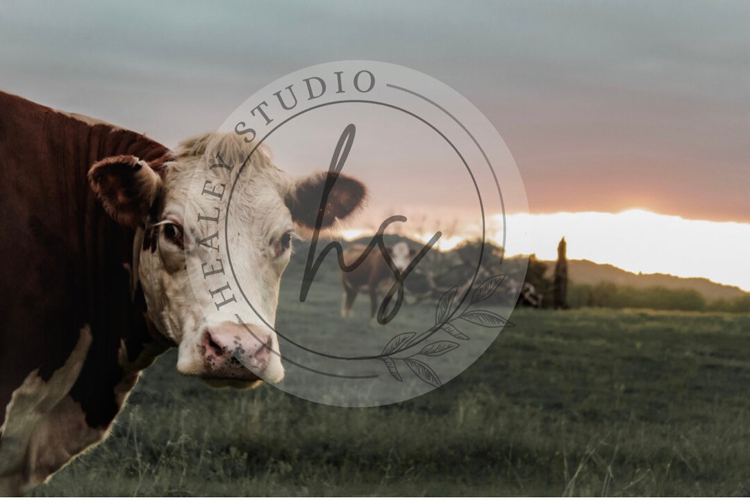 Cow Photography, Hereford, Cow Print, Cow Poster, Animal Print, Cow ...